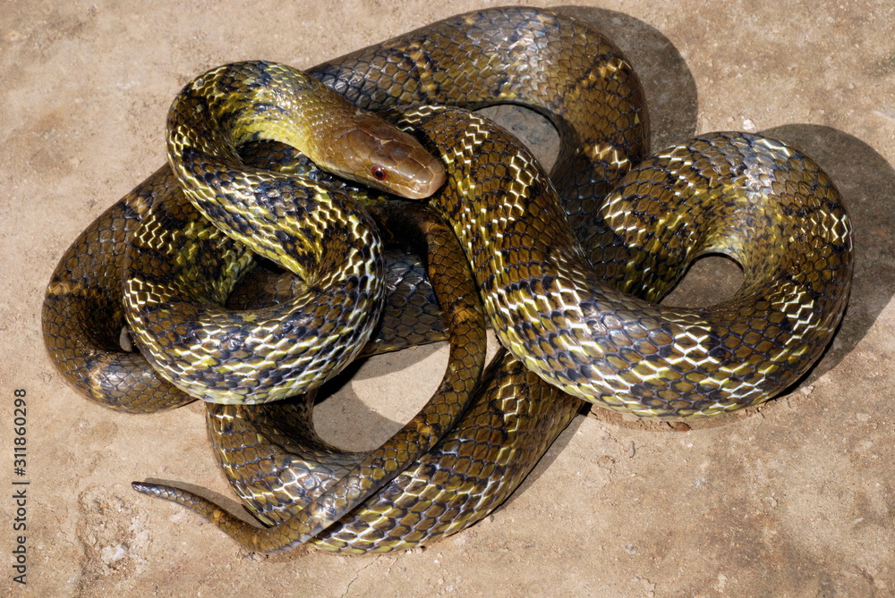 Eastern Trinket Snake, Elaphe helena, is a species of colubrid snake. A ...