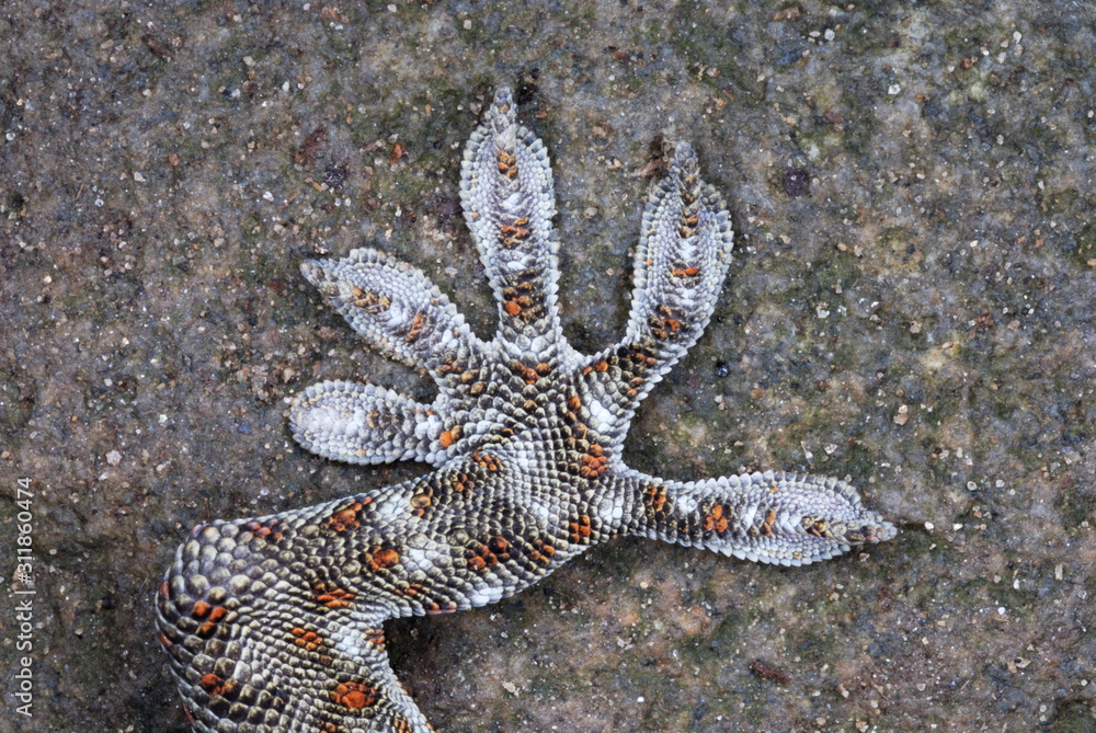 Tucktoo Gecko's foot showing the lamellae and the claw with are ...