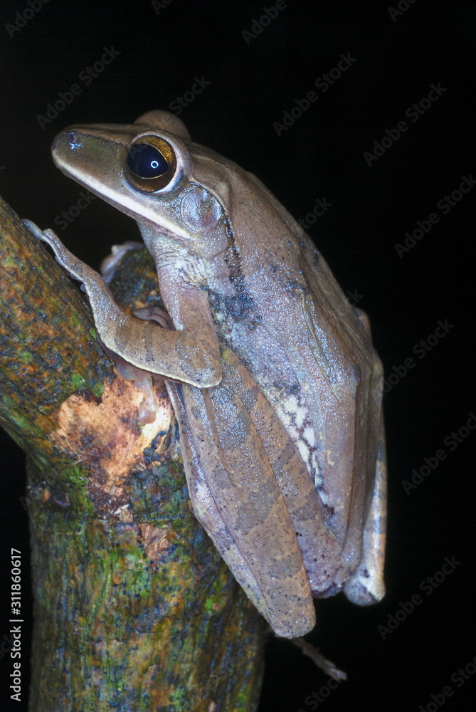 Polypedates leucomastyx. commonly known as Northeastern Tree frog. a ...