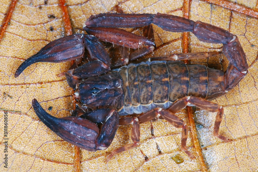 Chaerilus Pictus Male An Extremely Rare Species Of Scorpion These Are Restricted To The