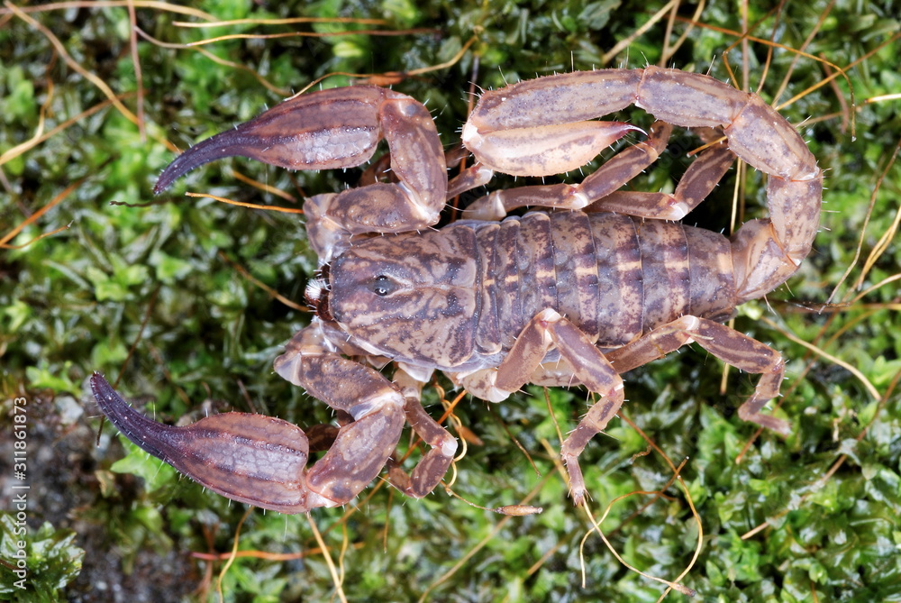 Chaerilus pictus-female. an extremely rare species of scorpion. these ...
