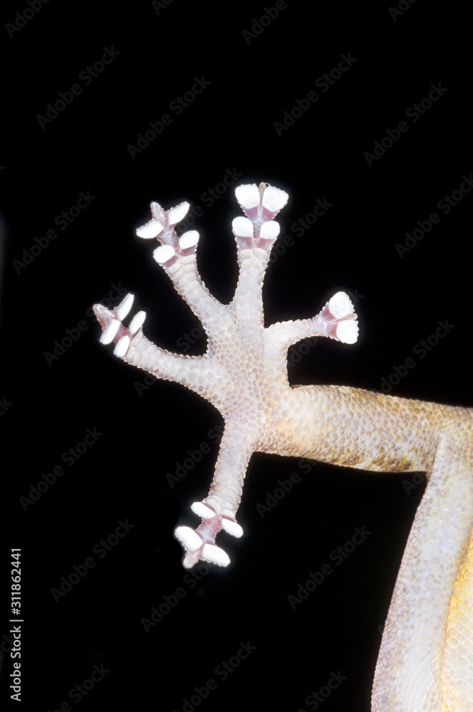 Ventral side of the foot of the golden gecko Gekko ulikovskii, showing ...