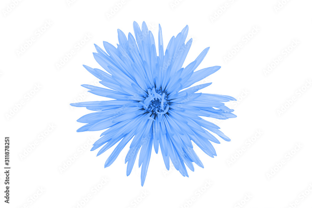 Single Blue Flower White Background | Best Flower Site
