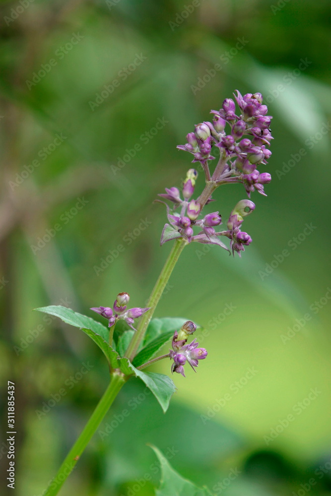 Clerodendrum serratum - Wild flowers found during monsoon in Western ...