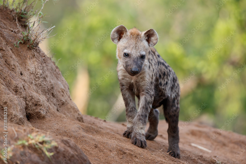 Spotted Hyena Pup