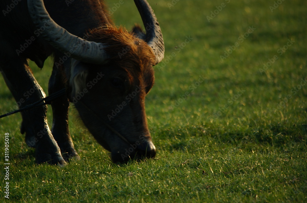Foto de The water buffalo (Bubalus bubalis) or domestic water buffalo ...