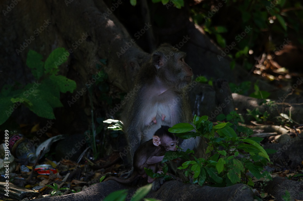 Crab-eating monkeys (Macaca fascicularis), also known as long-tailed ...