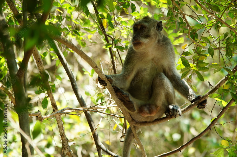 Crab-eating monkeys (Macaca fascicularis), also known as long-tailed ...