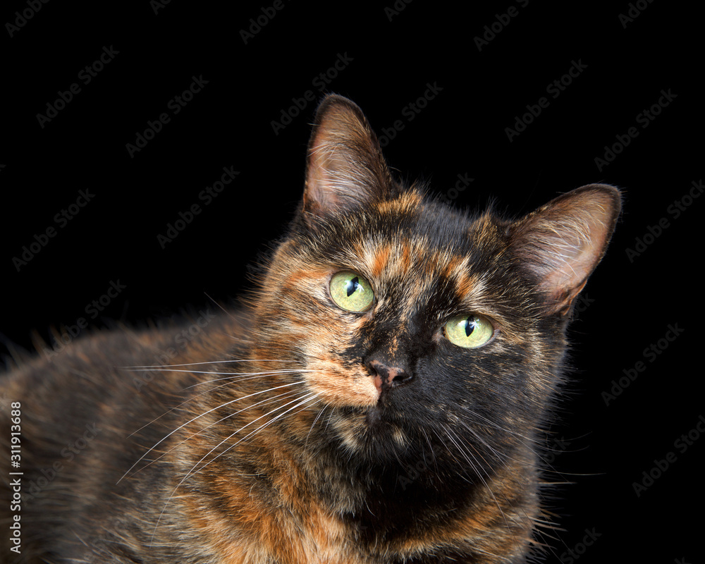 Black Tortoiseshell Cat With Green Eyes