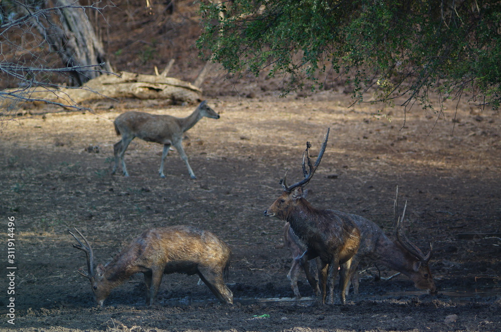 Java deer (Deer timorensis) is a type of deer that is endemic to the ...