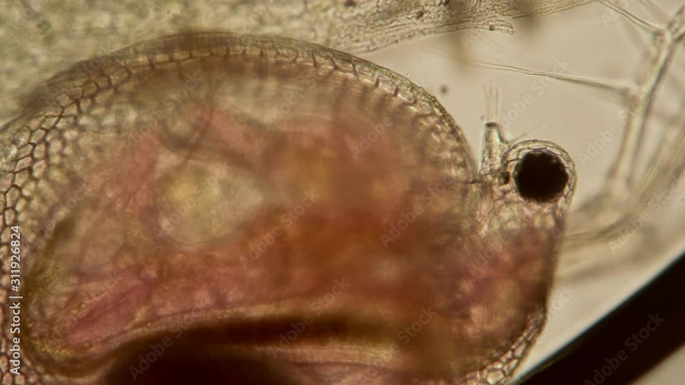 Daphne close-up with transparent organs in microscope. Transparent ...