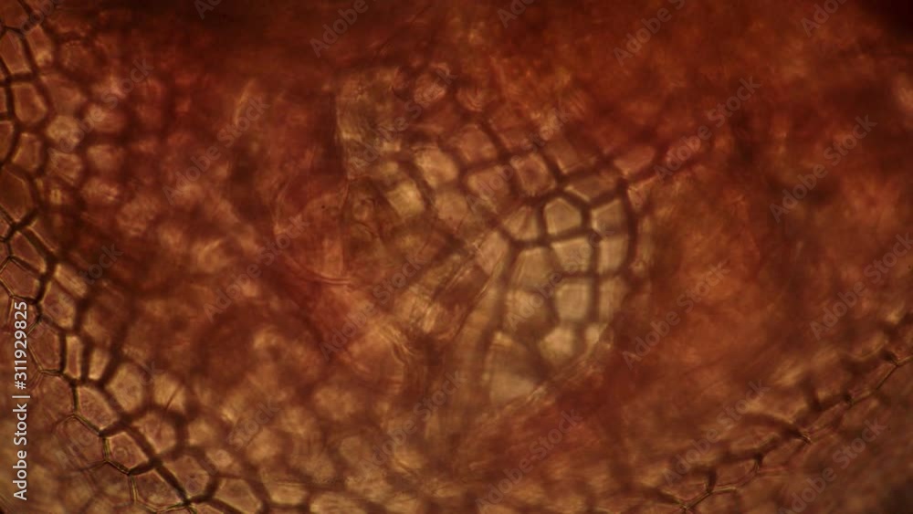 The internal organs of daphnia a close-up microscope. Transparent ...