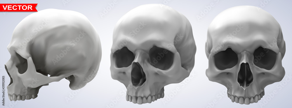 Human Skull Profile No Jaw