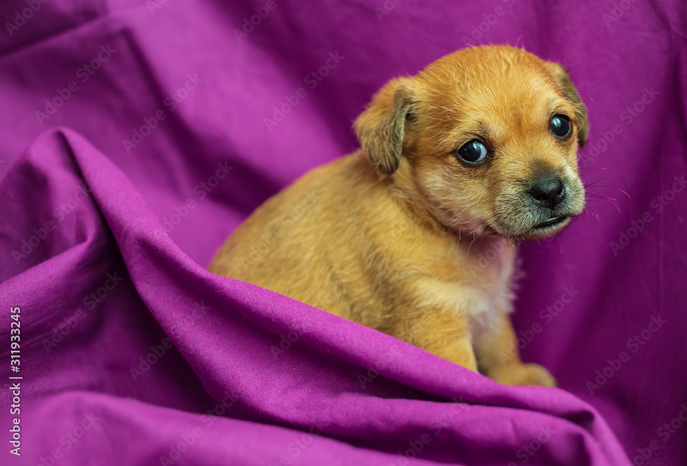 Cute mixed-breed puppy in purple fabric Stock Photo | Adobe Stock
