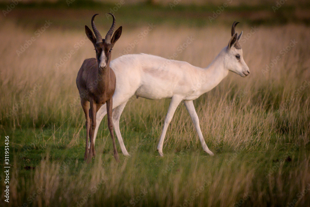 White Springbuck