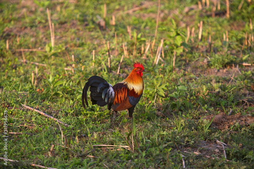 Red jungle fowl, Gallus gallus at Kaziranga National Park, Assam, India ...