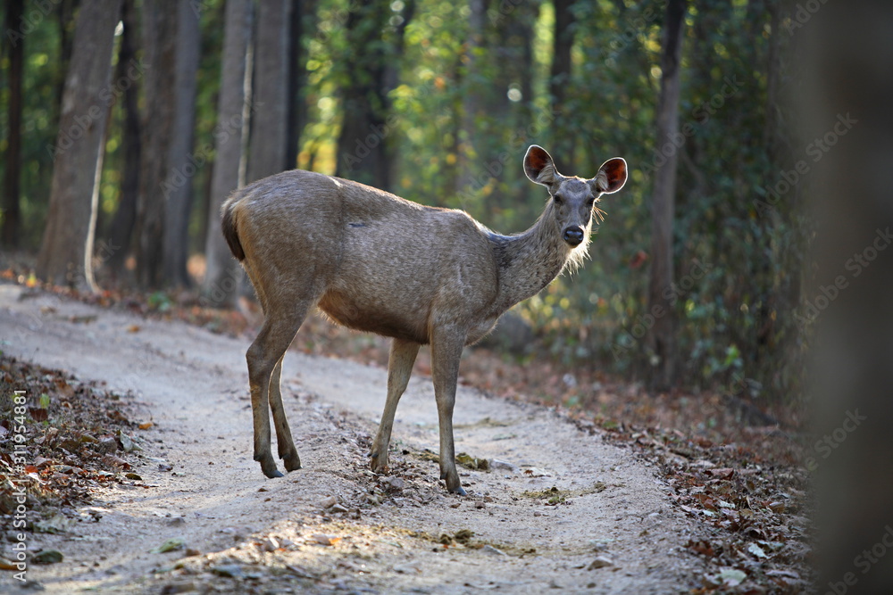 Sambar Deer Female