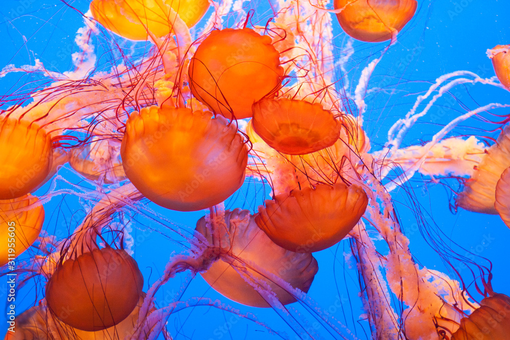 colorful jellyfish Stock Photo | Adobe Stock