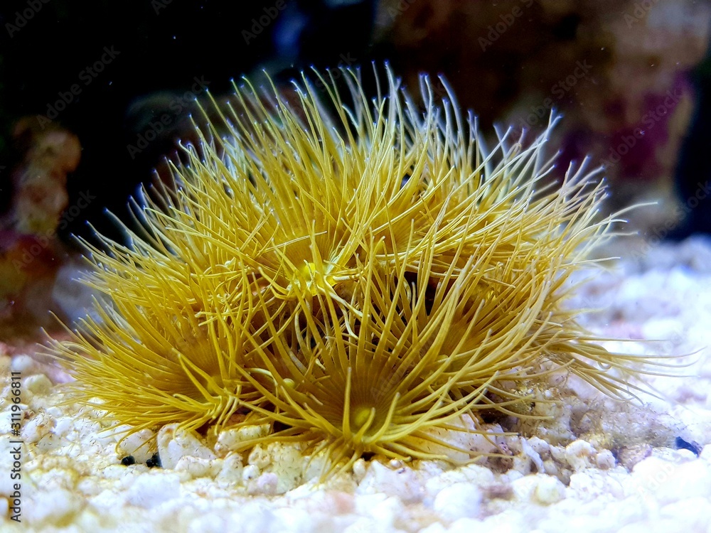 Zoanthids soft polyps - Flowers of the reef aquarium tanks Stock Photo ...