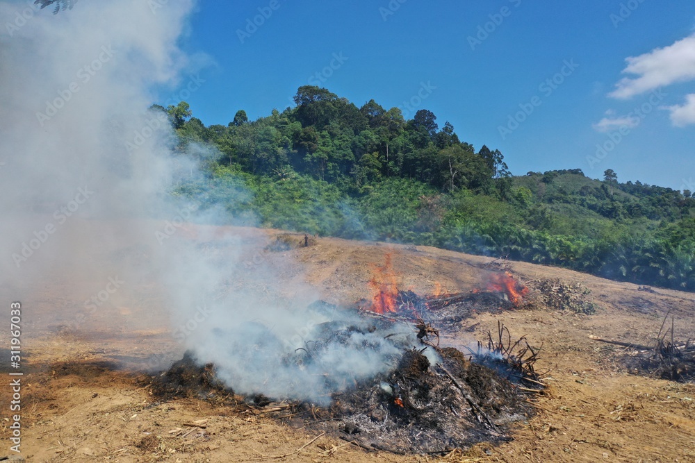 Deforestation and fire. Rain forest cut down and set fire to make way ...