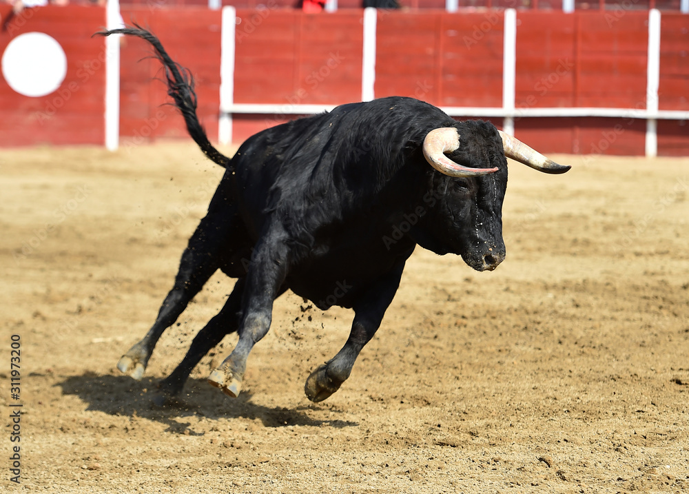 toro español con grandes cuernos en una plaza de toros Stock Photo ...