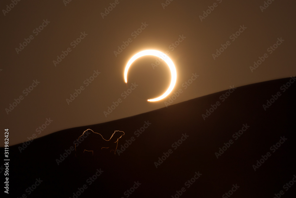 Annular solar eclipse in desert with a silhouette of a dromedary camel ...