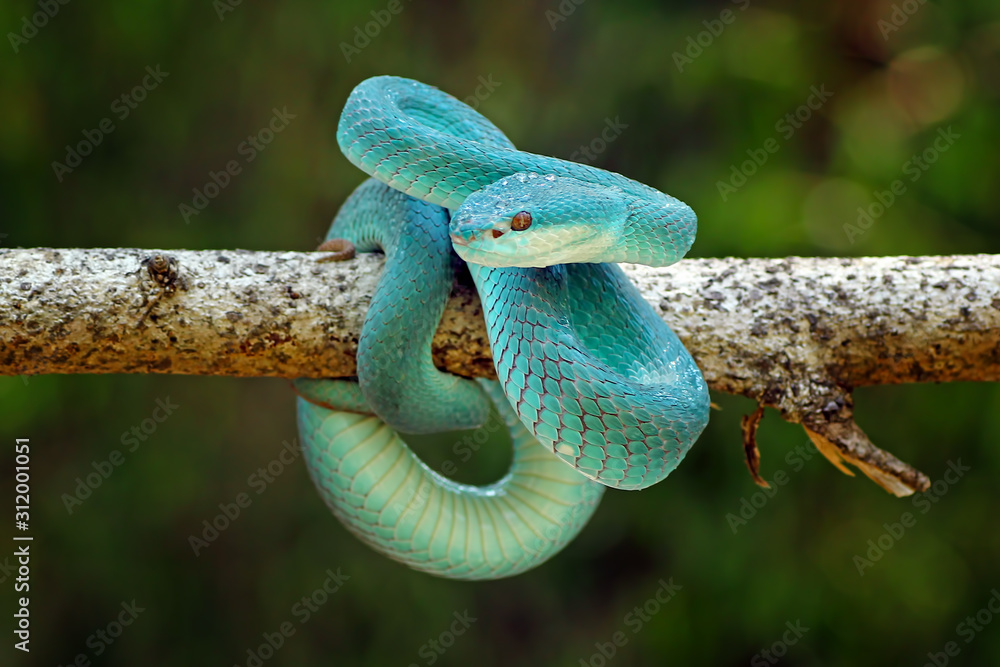 blue viper snake, venomous and poisonous snake Stock Photo | Adobe Stock