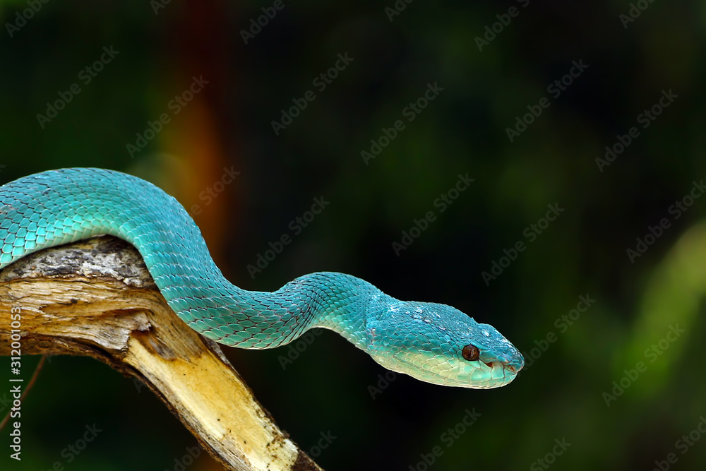blue viper snake, venomous and poisonous snake Stock Photo | Adobe Stock