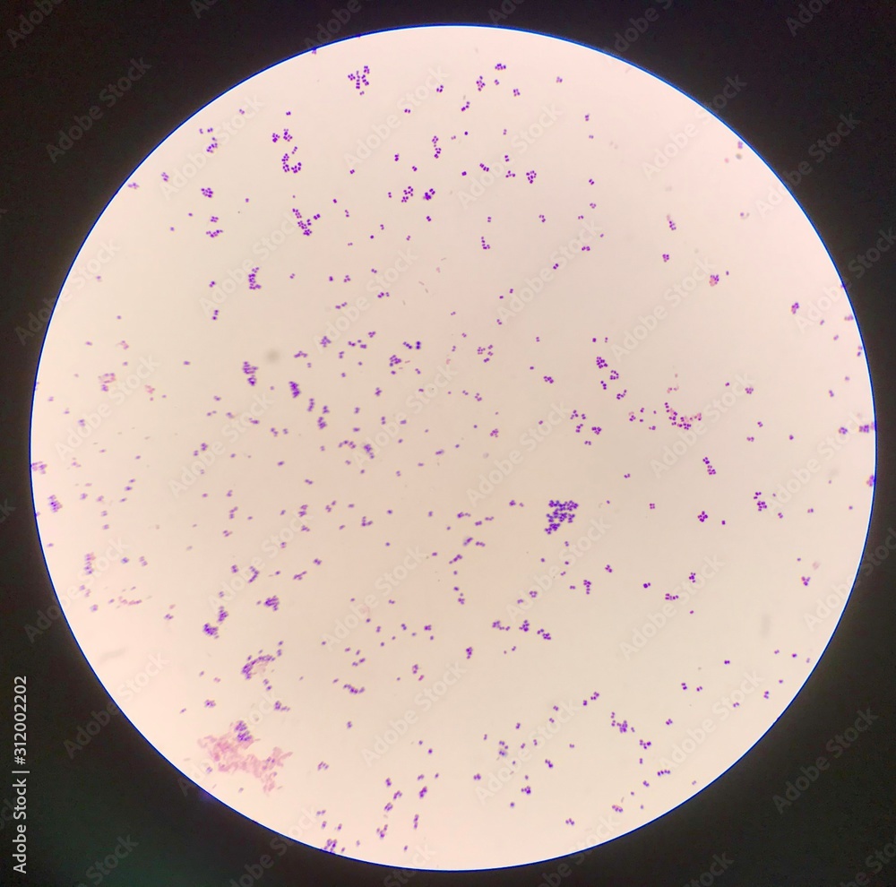 Bacteria cell Gram positive cocci. Stock Photo | Adobe Stock