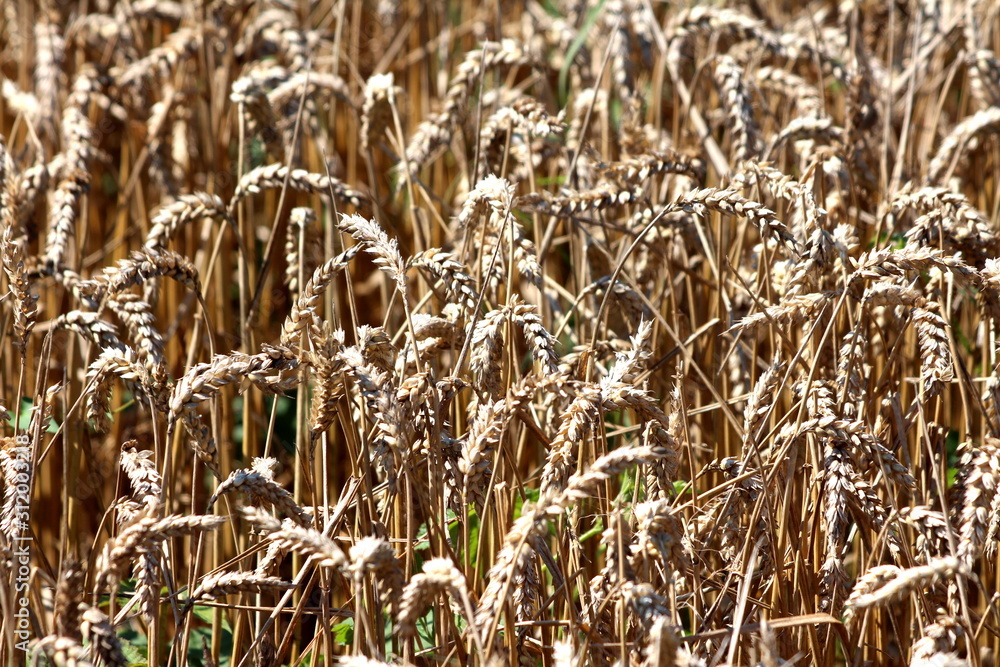 Field full of ripe wheat kernels ready for harvesting texture ...