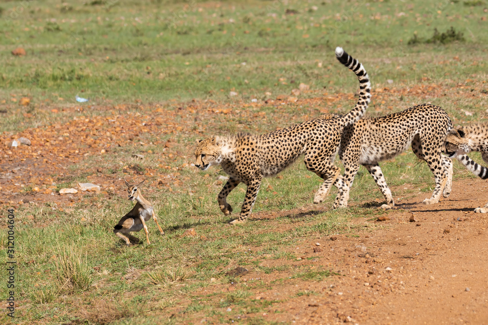 Cheetah Cubs Hunting