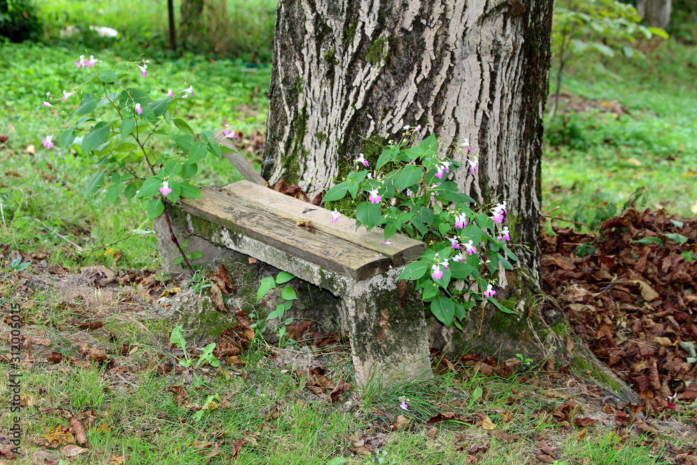 Leaning dilapidated homemade bench next to large old tree surrounded ...