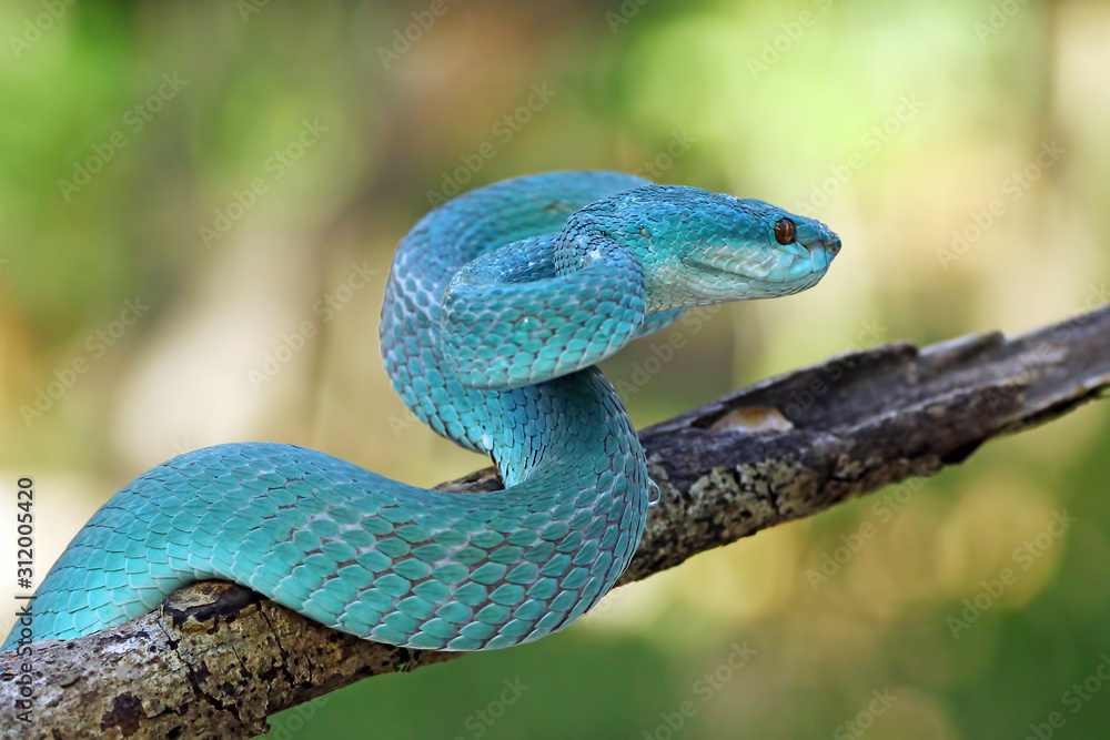 White Lipped Pit Viper (Trimeresurus insularis), Venomous Snake, Venom ...