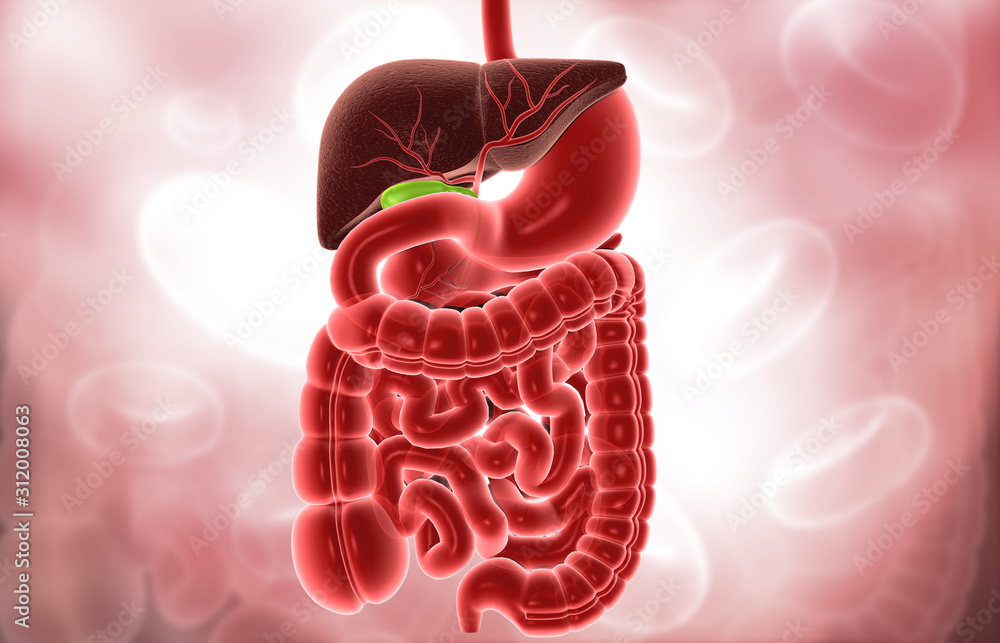 Human digestive system science background. 3d illustration Stock ...