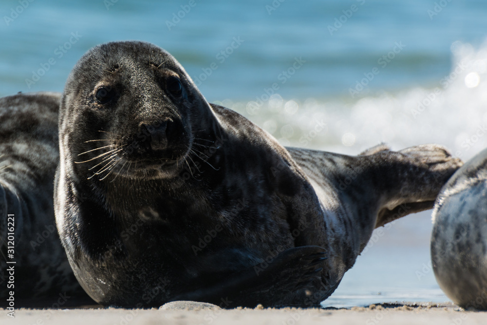 Seehund auf der Düne von Helgoland Stock Photo | Adobe Stock
