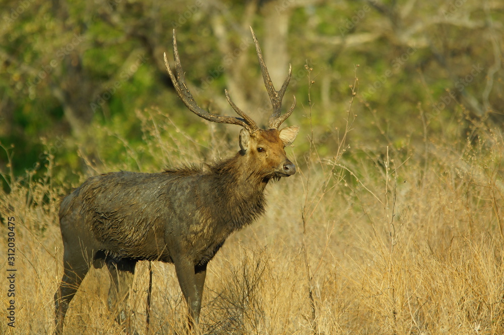 The Javan rusa or Sunda sambar (Rusa timorensis) is a deer species that ...