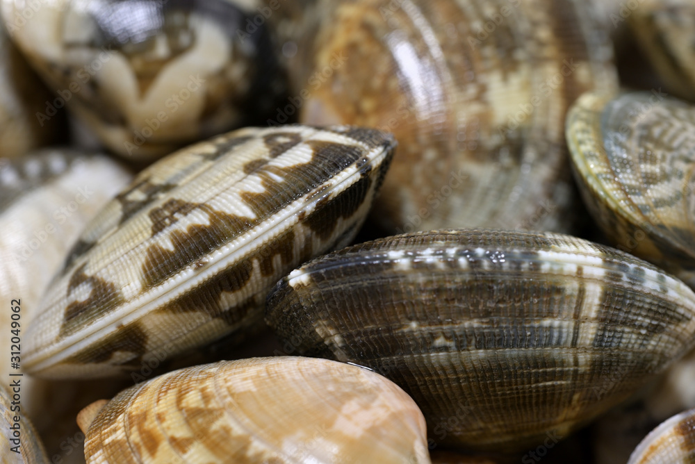 Japanese littleneck clam, Manila clam, Closeup Stock Photo | Adobe Stock
