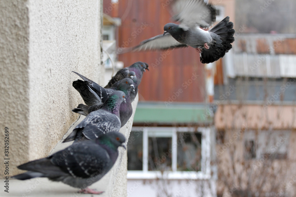 Pigeons on a building railing. City birds cuddle. Stock Photo | Adobe Stock