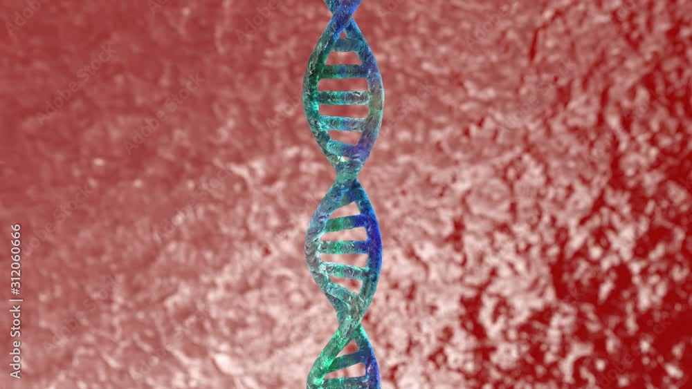 3D structural model of a DNA double helix. Isolated looped rotation of ...