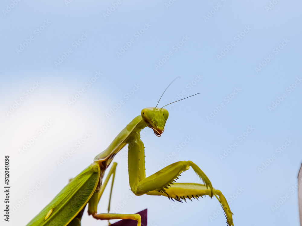 Praying mantis on a red fence. Predator insect mantis. Stock Photo ...