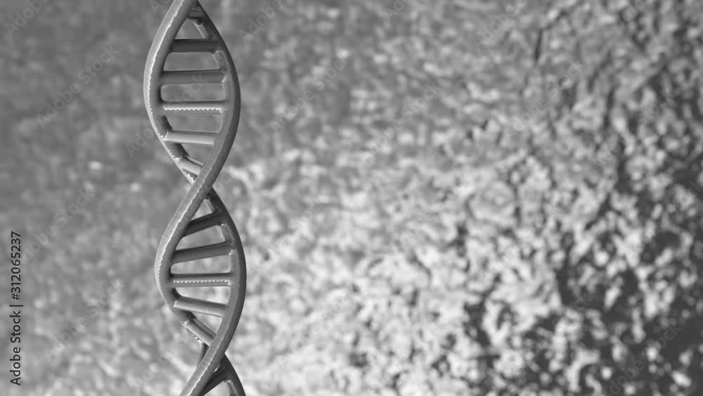 3D structural model of a DNA double helix. Isolated looped rotation of ...