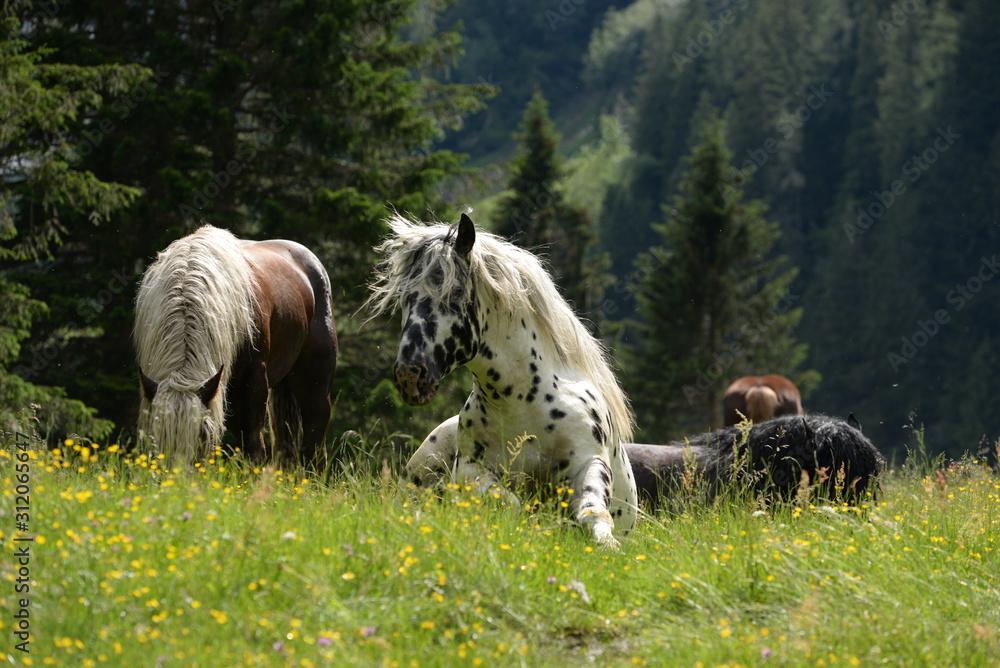 sitzendes Pferd. Getupftes Pferd auf der Wiese steht gerade auf Stock ...