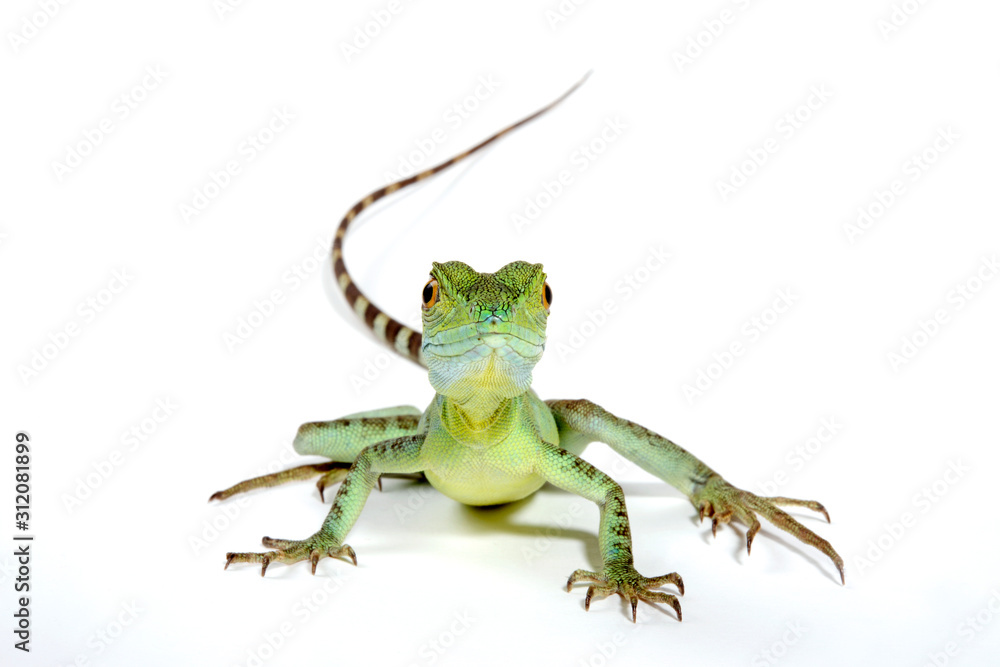 Basilisk Lizard Baby