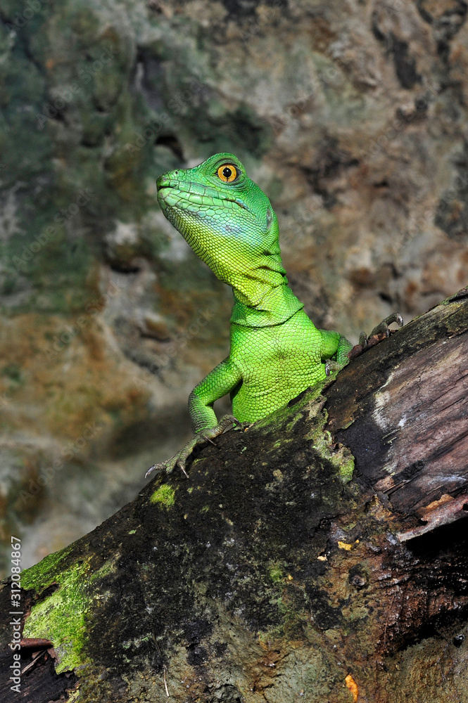 Jesus Christ lizard / Stirnlappenbasilisk (Basiliscus plumifrons) Stock ...