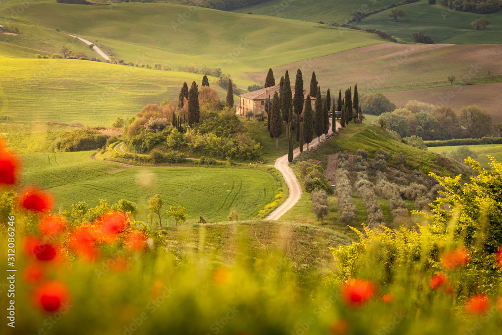 Tuscany Landscape Flowers