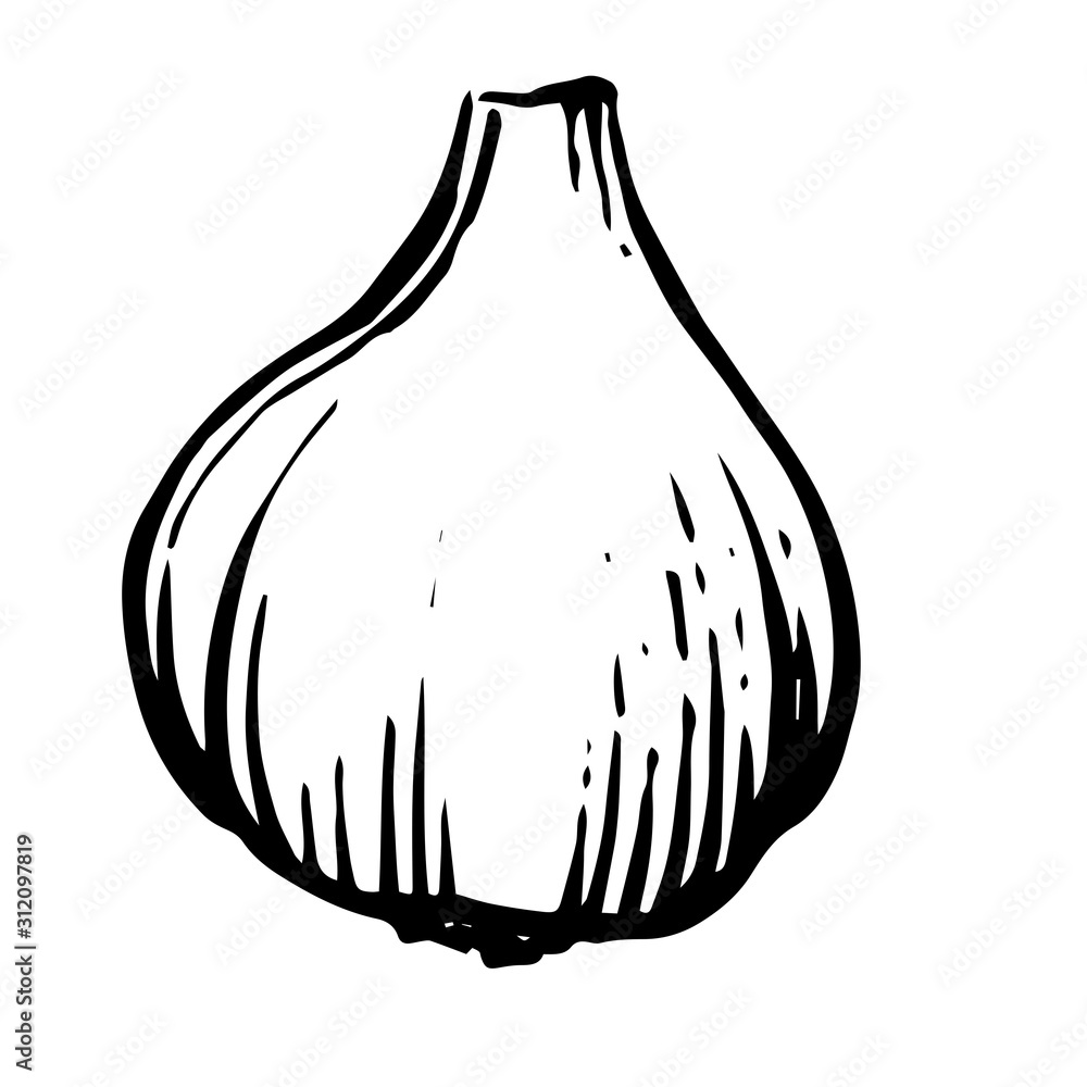 Garlic. Vector. Outline drawing of a vegetable on a white background ...