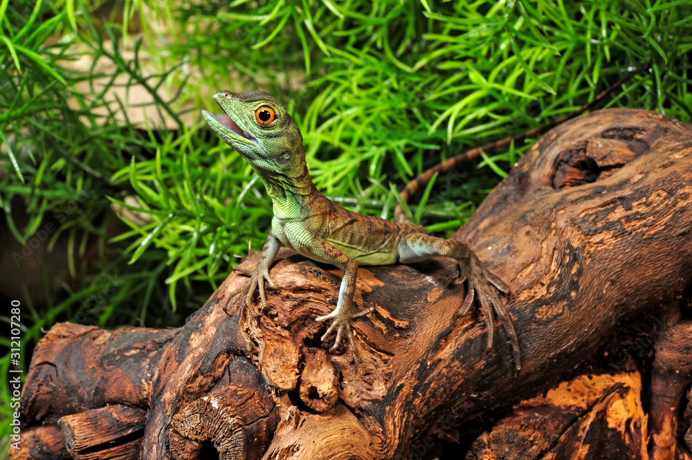 Jesus Christ lizard / Stirnlappenbasilisk (Basiliscus plumifrons) Stock ...