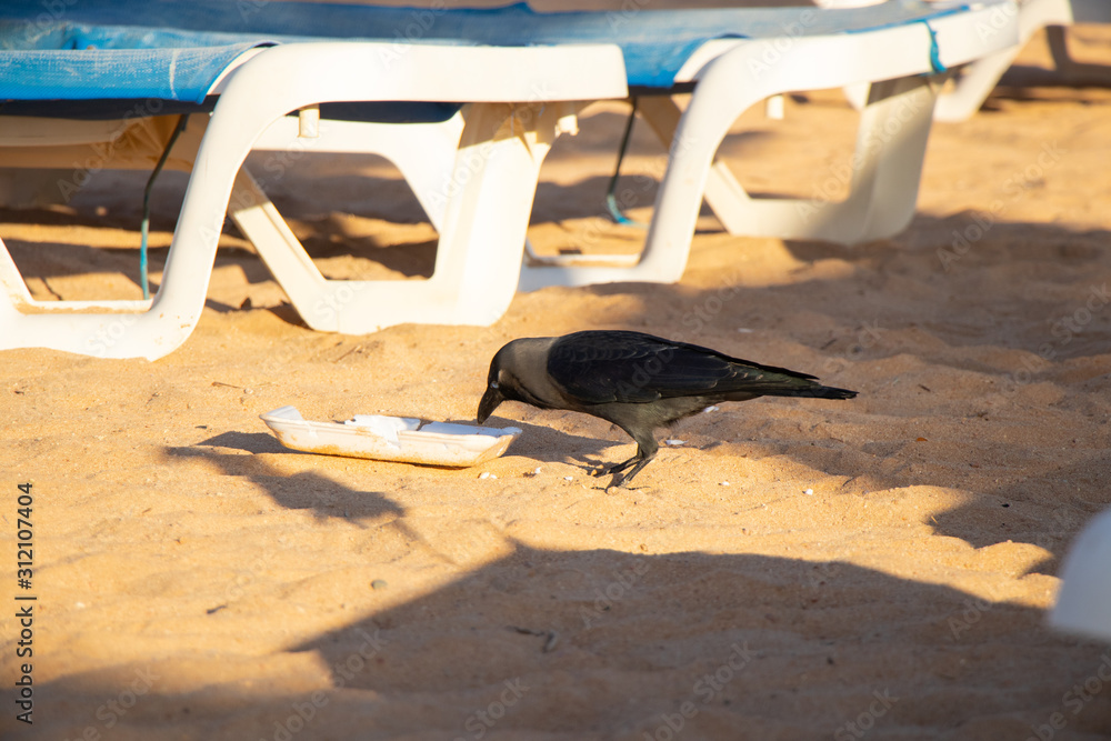 Foto de crows on the beach swarm in the trash in egypt do Stock | Adobe ...