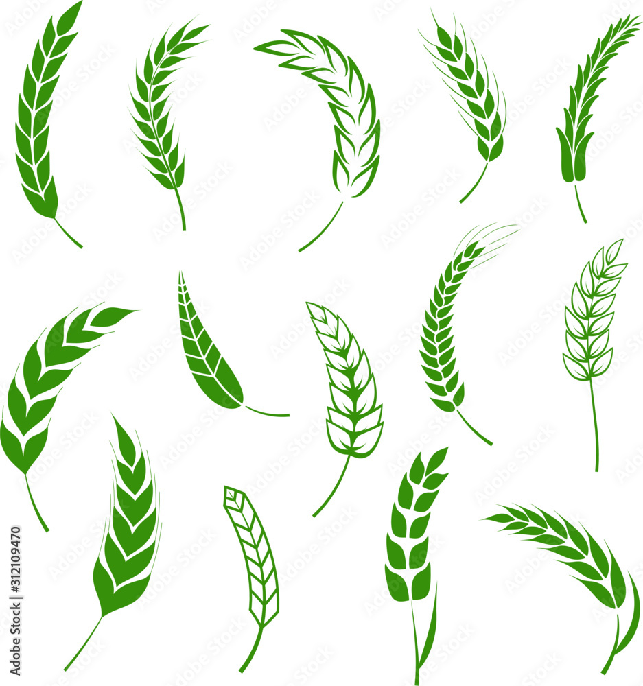 Vetor de Set of simple wheats ears green icons and grain design ...