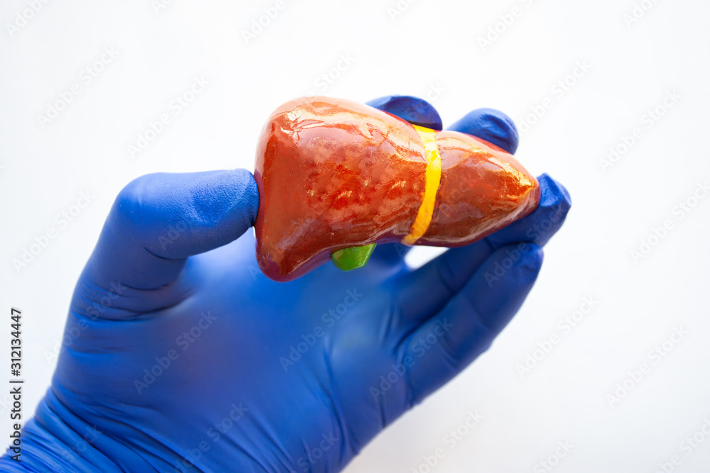 Realistic anatomical model of liver is in hand of doctor, health ...